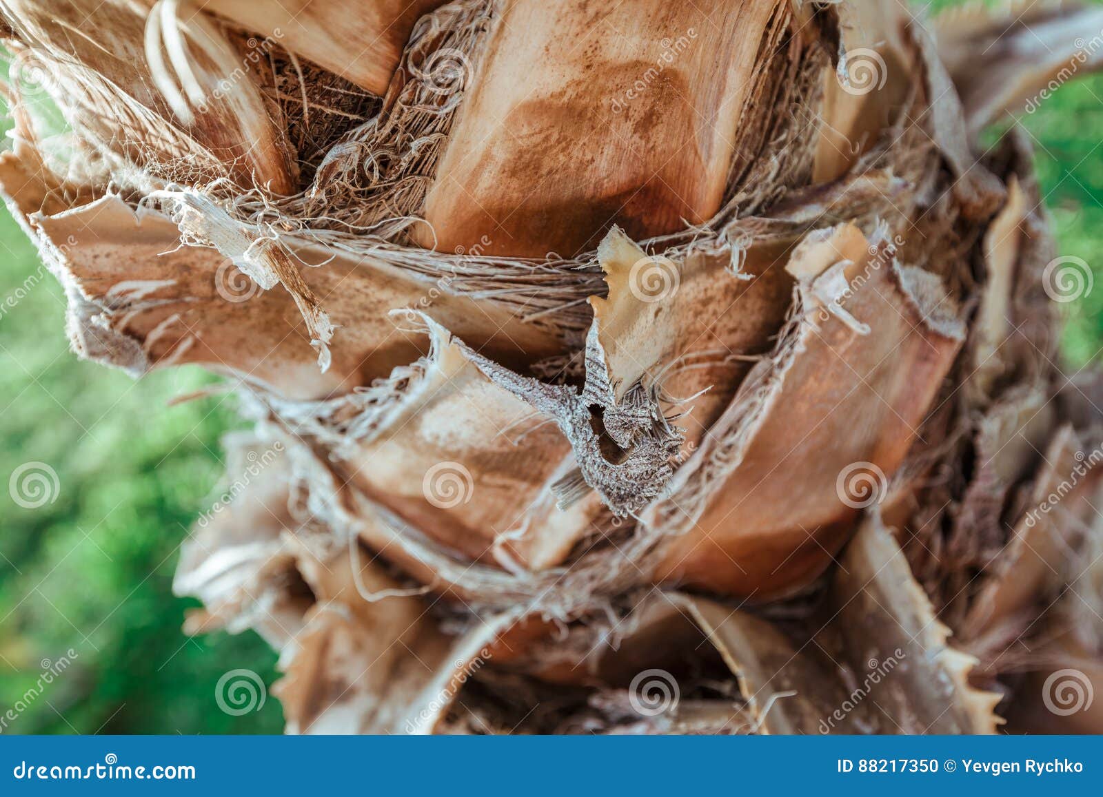 Palm Tree Bark Background Texture Stock Photo - Image of antique ...