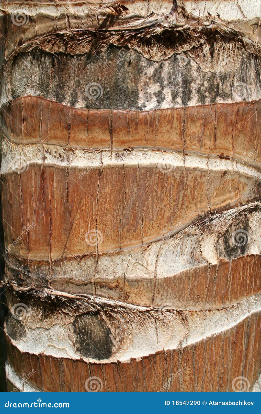 Palm tree bark - Close up stock photo. Image of resort - 18547290