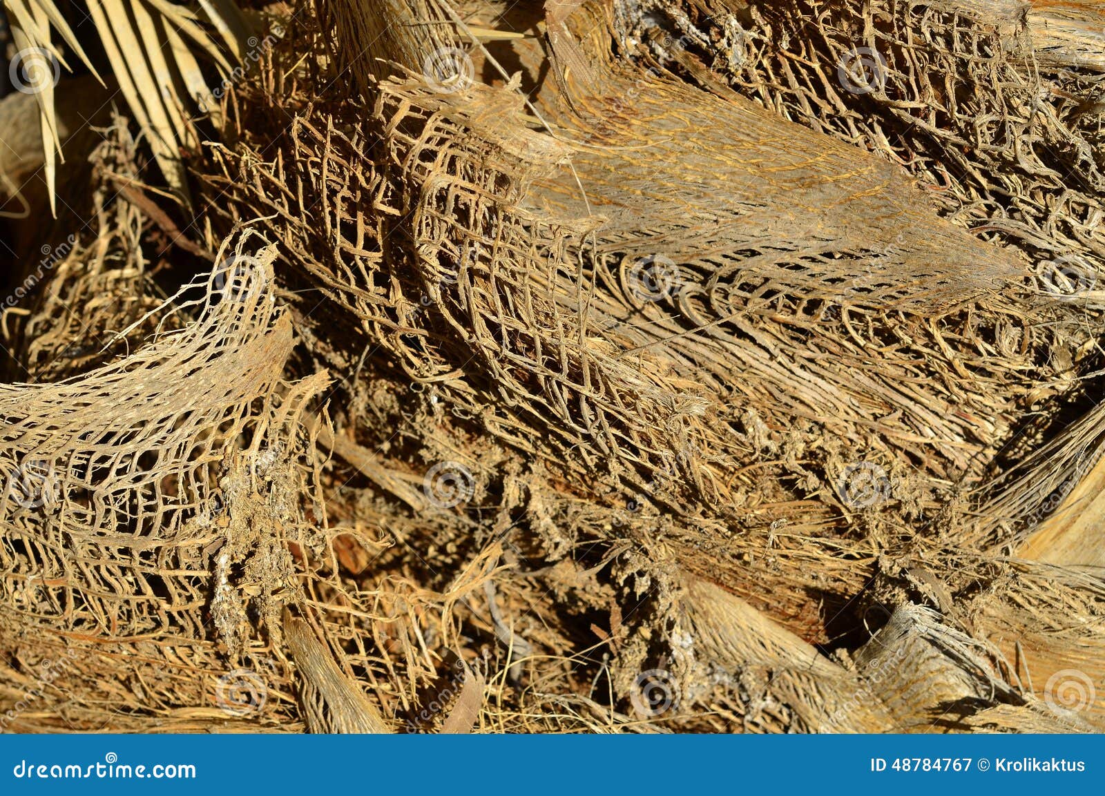Palm Tree Bark Close-up Texture. Stock Image - Image of healthy, ridges ...