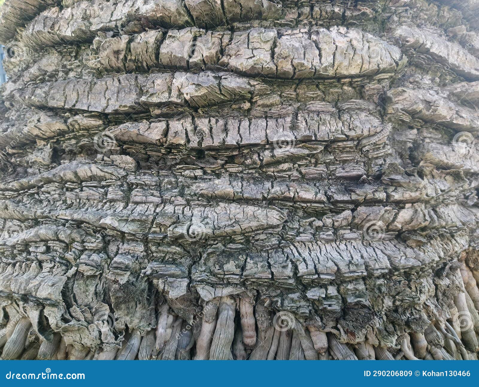 Palm Tree Bark Has a Unique Texture that Adds Interest To Its ...