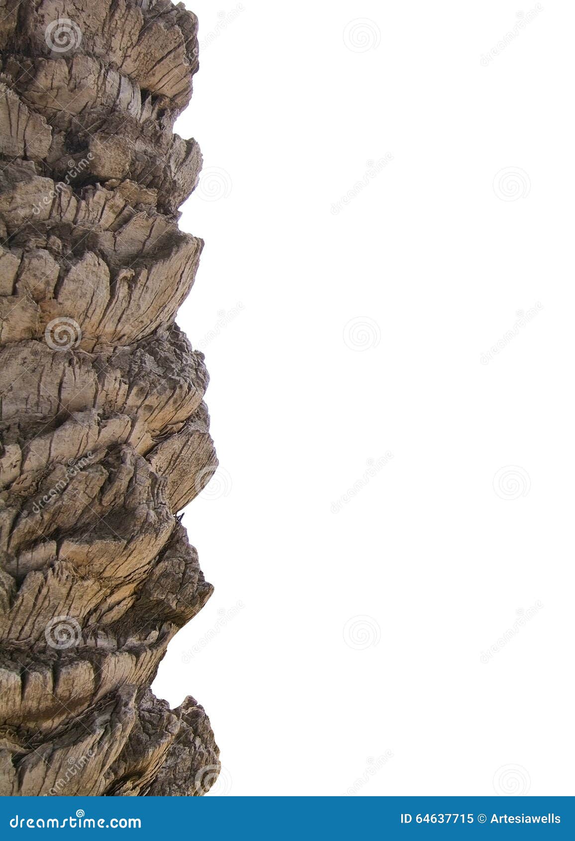 Palm tree bark margin stock image. Image of summer, outdoor - 64637715