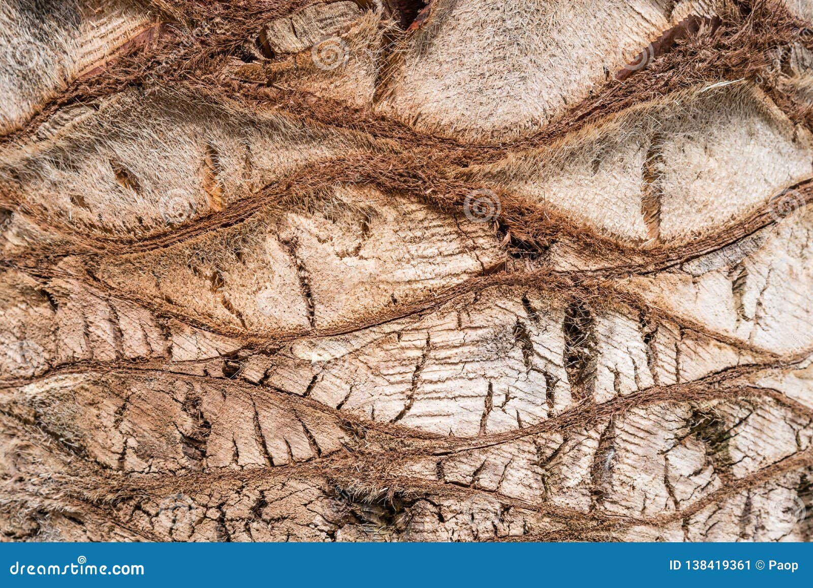 Palm tree bark pattern stock image. Image of cracks - 138419361