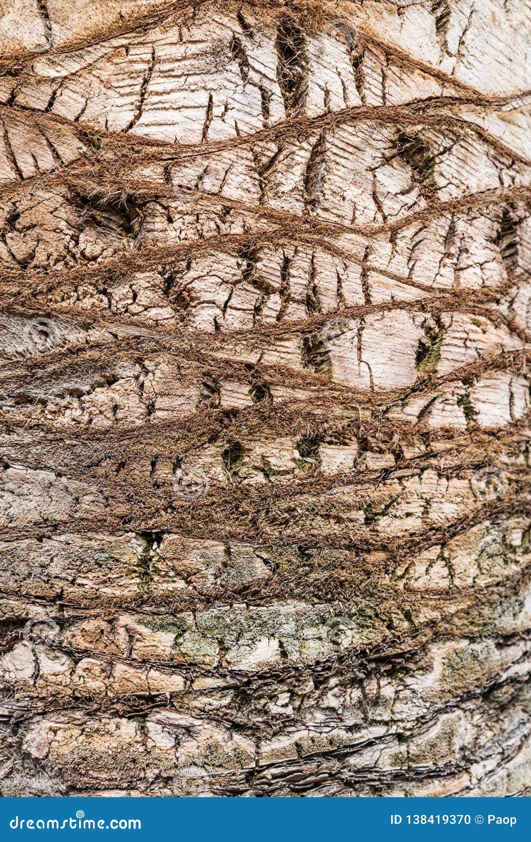 Palm tree bark pattern stock photo. Image of coating - 138419370
