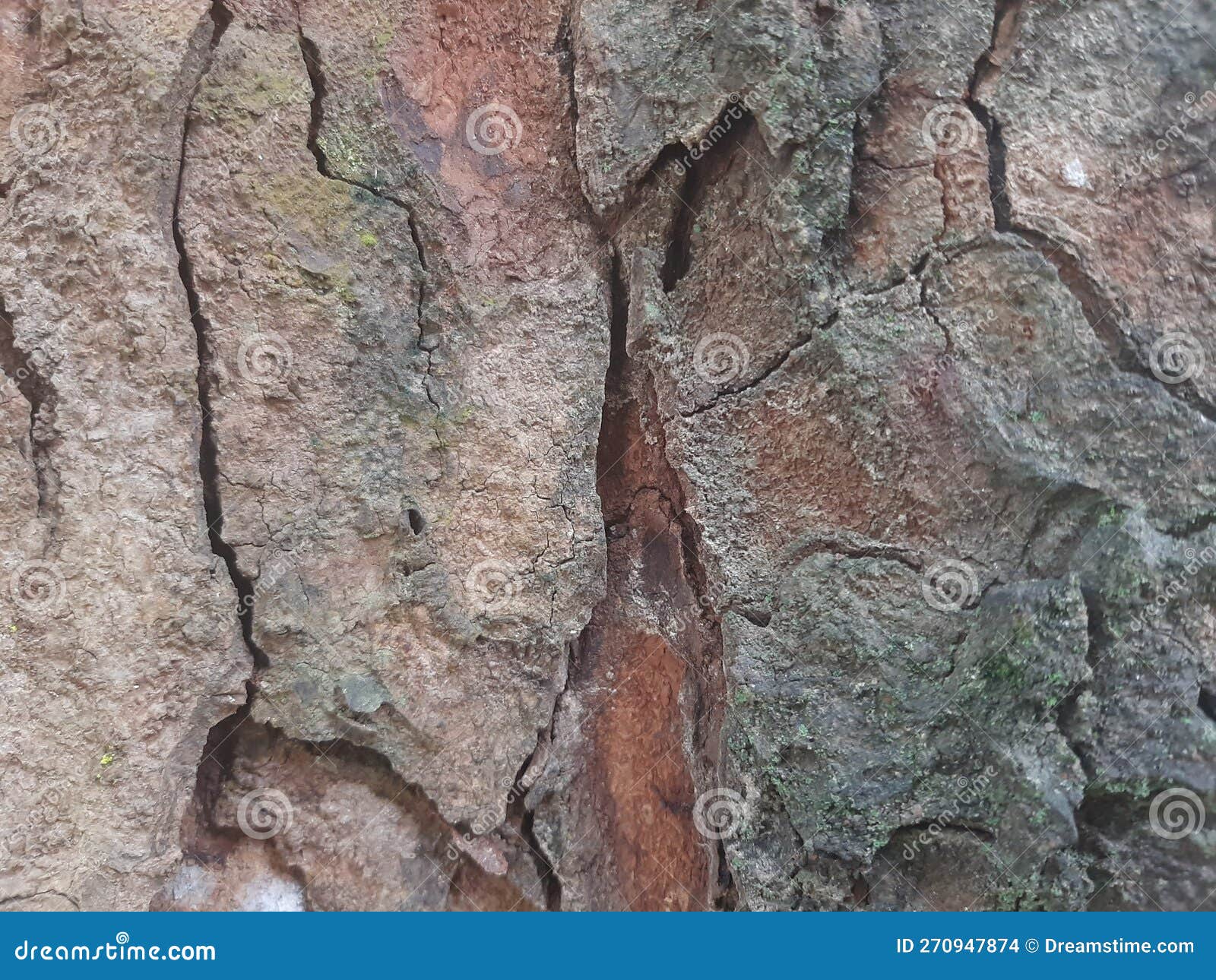 Palm Tree Bark Still Athached Stock Photo - Image of wood, rock: 270947874