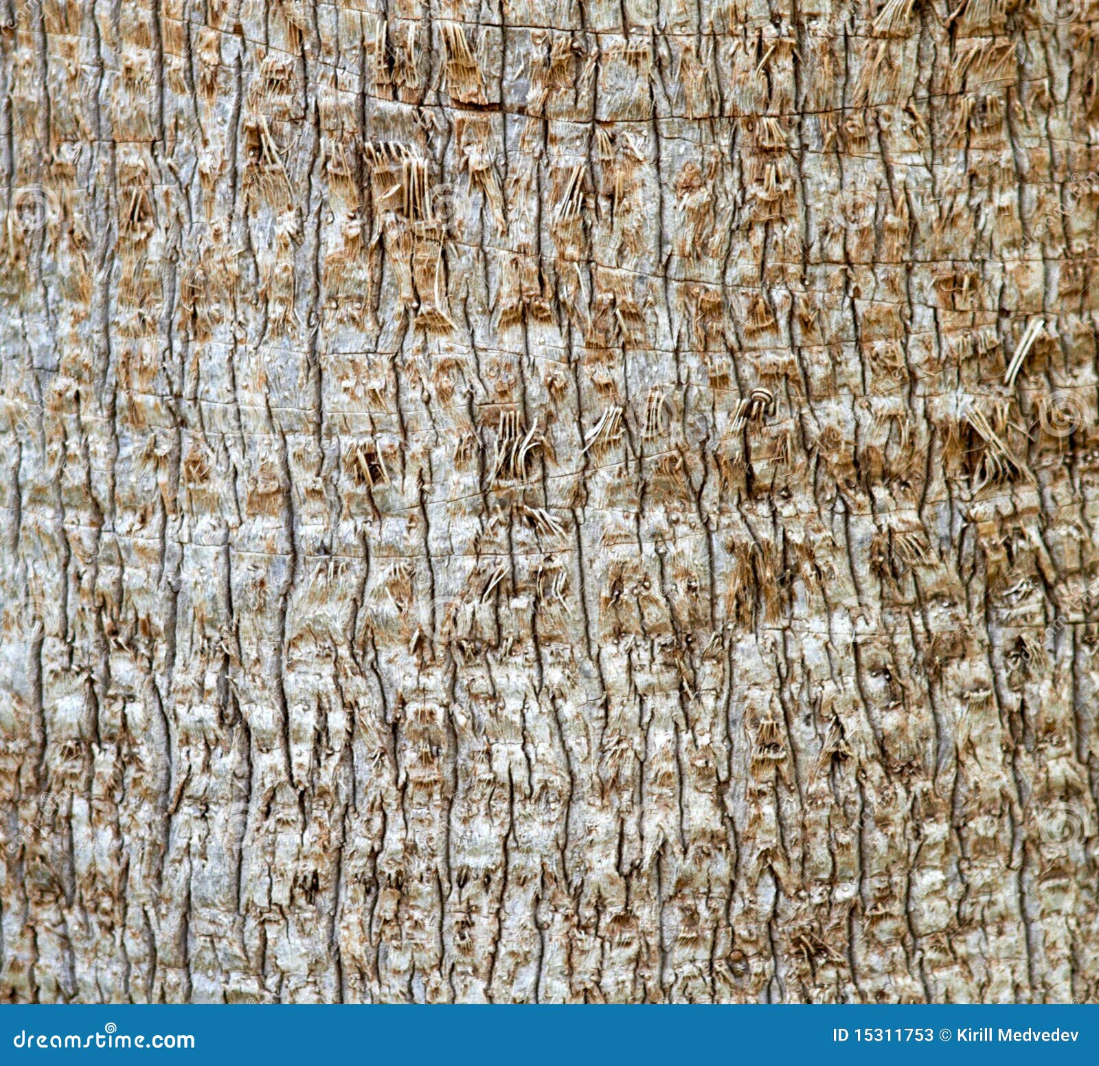 Palm Tree Bark Texture stock image. Image of pattern - 15311753