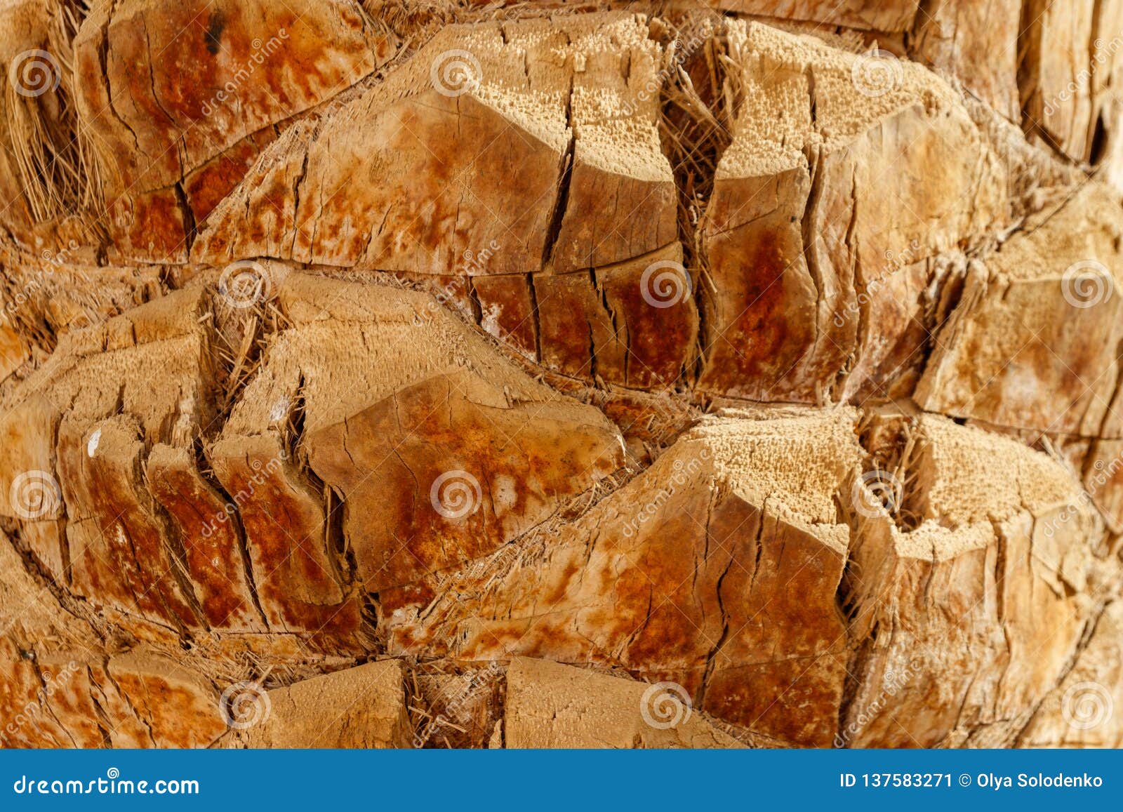 Palm Tree Bark Texture Background Stock Image - Image of floral ...