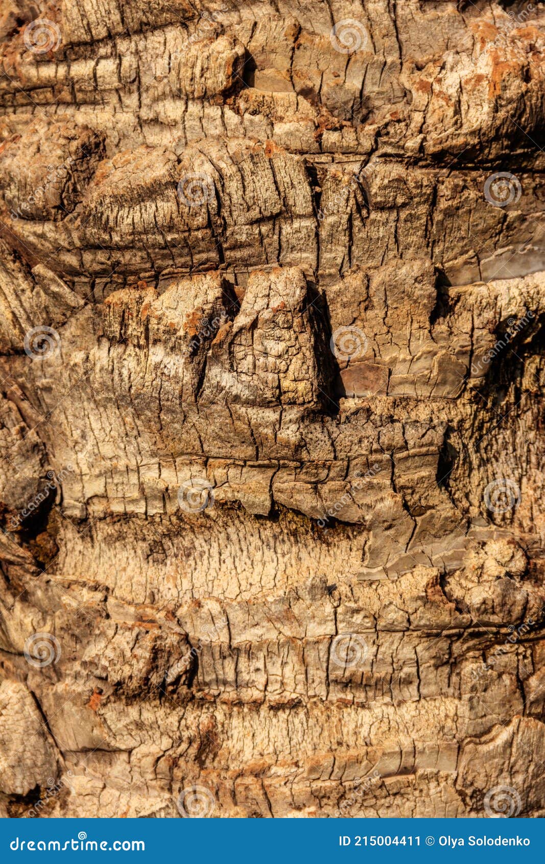Palm Tree Bark Texture Background Stock Image - Image of peel ...