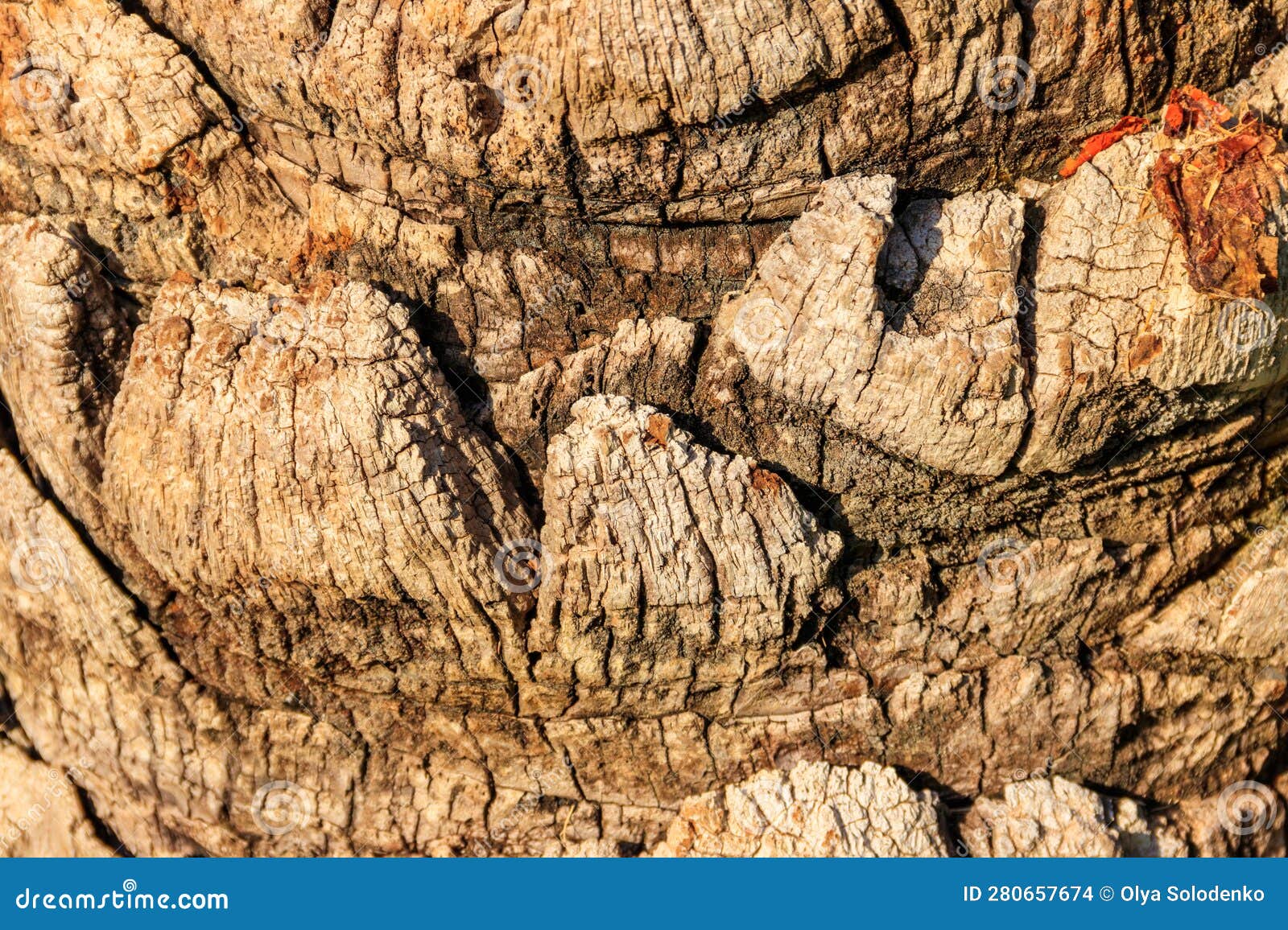 Palm Tree Bark Texture Background Stock Photo - Image of backdrop ...