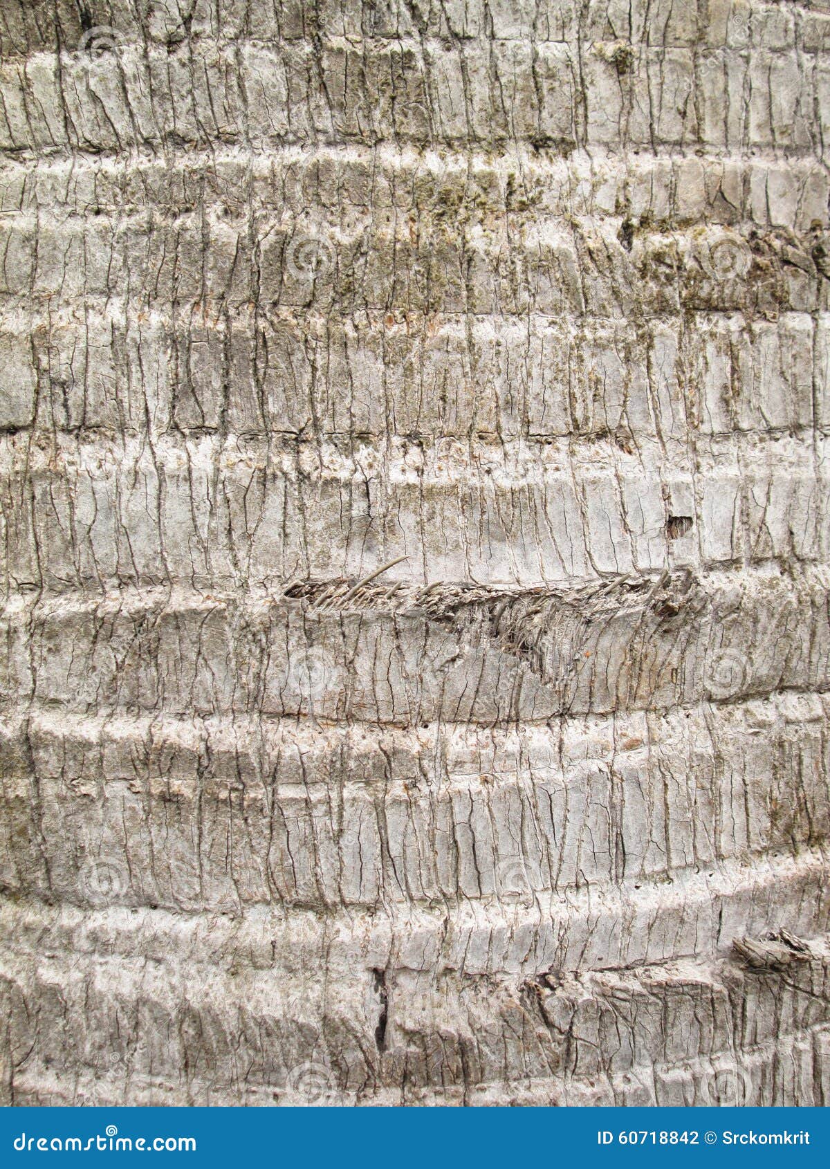 Palm Tree Bark Texture Background Stock Photo - Image of grey, generic ...