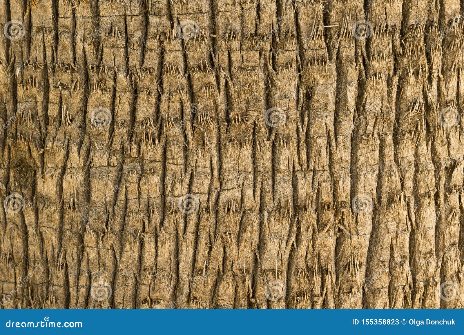 Palm tree bark texture stock image. Image of rough, natural - 155358823