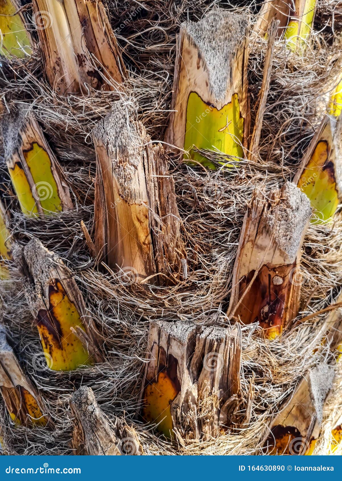 Palm Tree Bark Texture, Close-up, Vertical Stock Photo - Image of macro ...