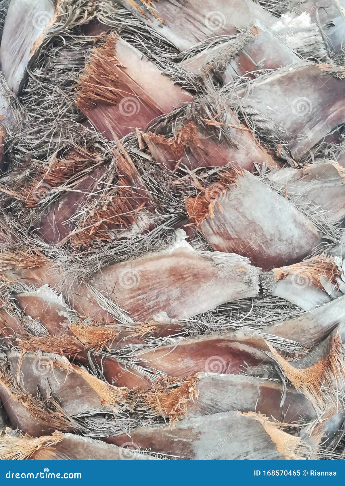 Palm Tree Bark Texture Details, Background Stock Image - Image of brown ...