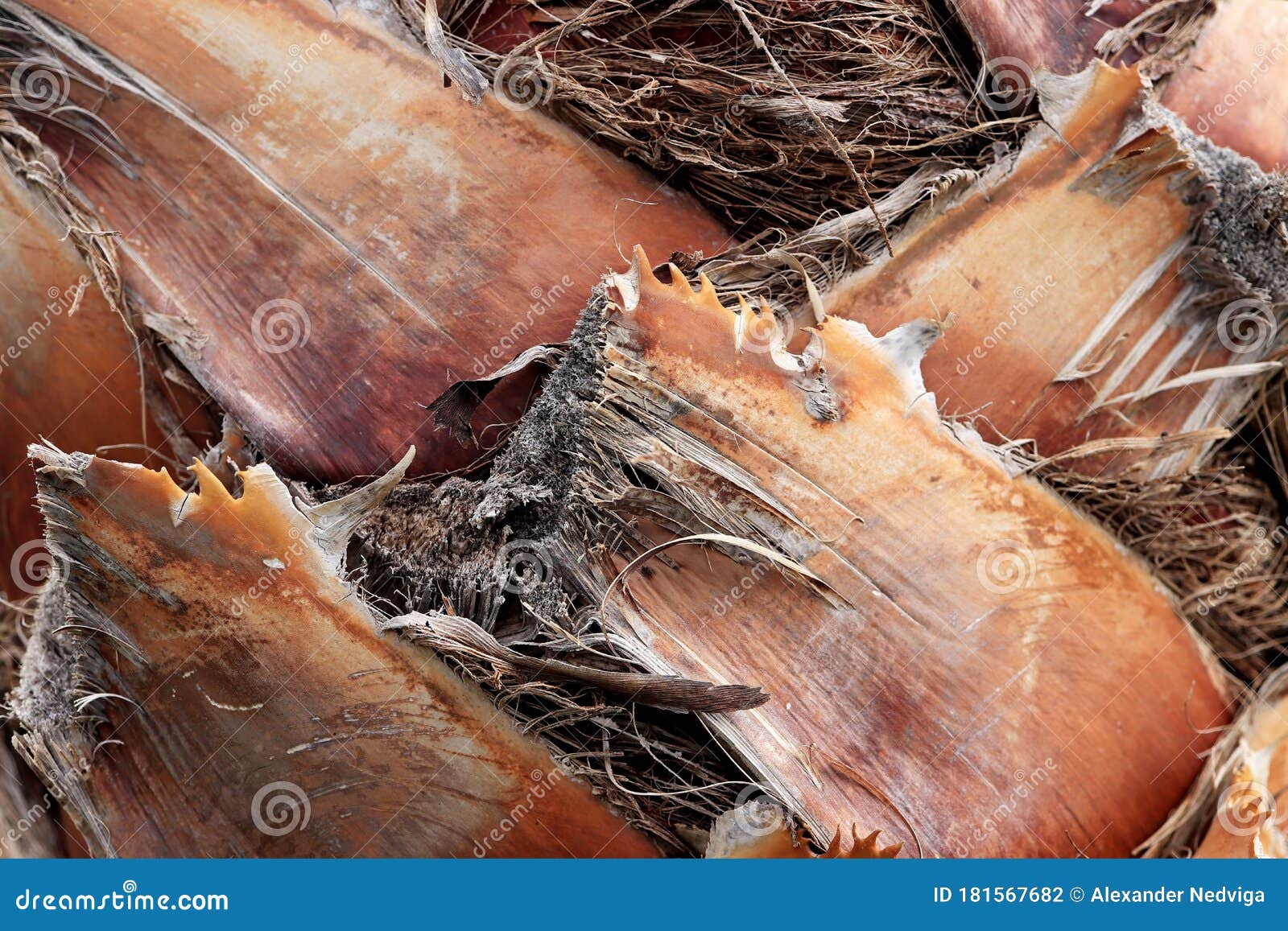 Palm tree bark texture. stock photo. Image of hardwood - 181567682