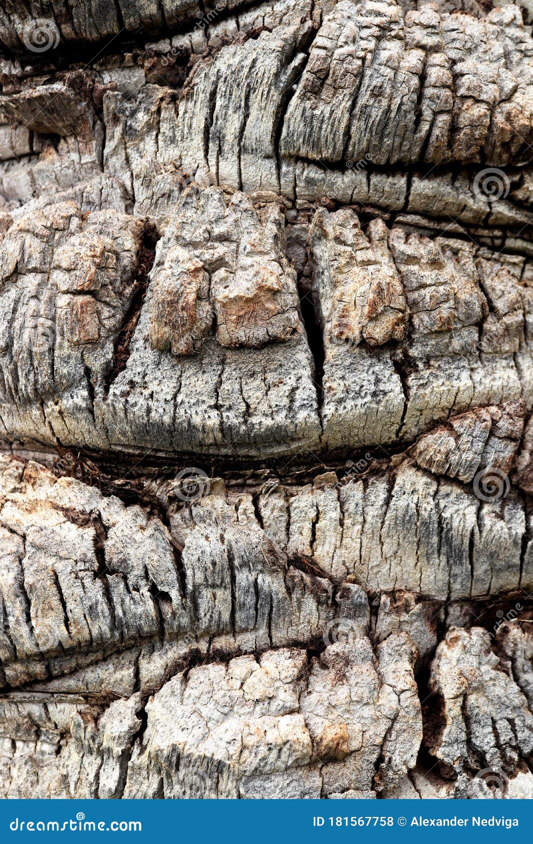 Palm tree bark texture. stock photo. Image of rough - 181567758