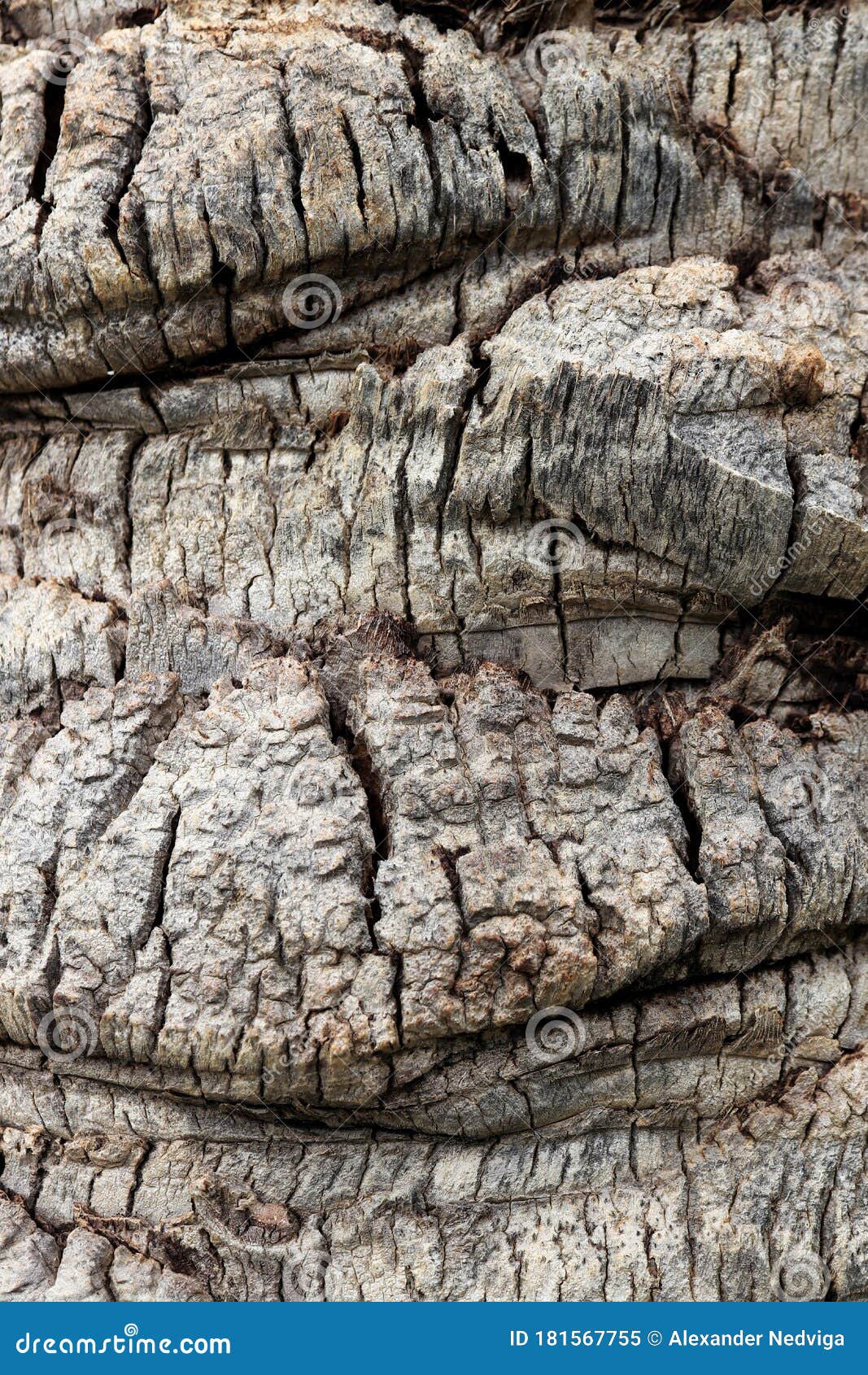 Palm tree bark texture. stock image. Image of closeup - 181567755