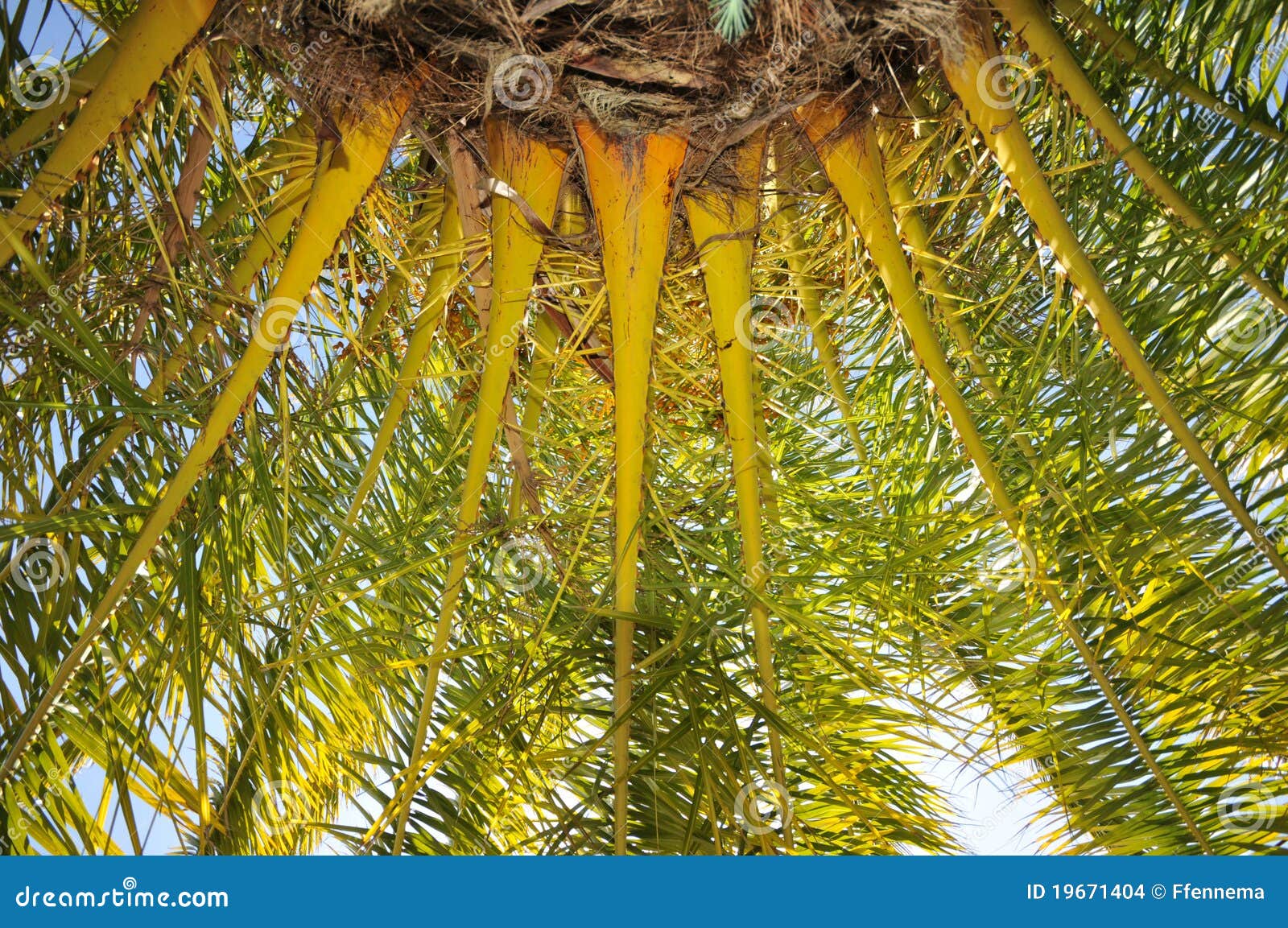 Palm Tree Base and Branches with Sky Stock Photo - Image of trees, palm ...