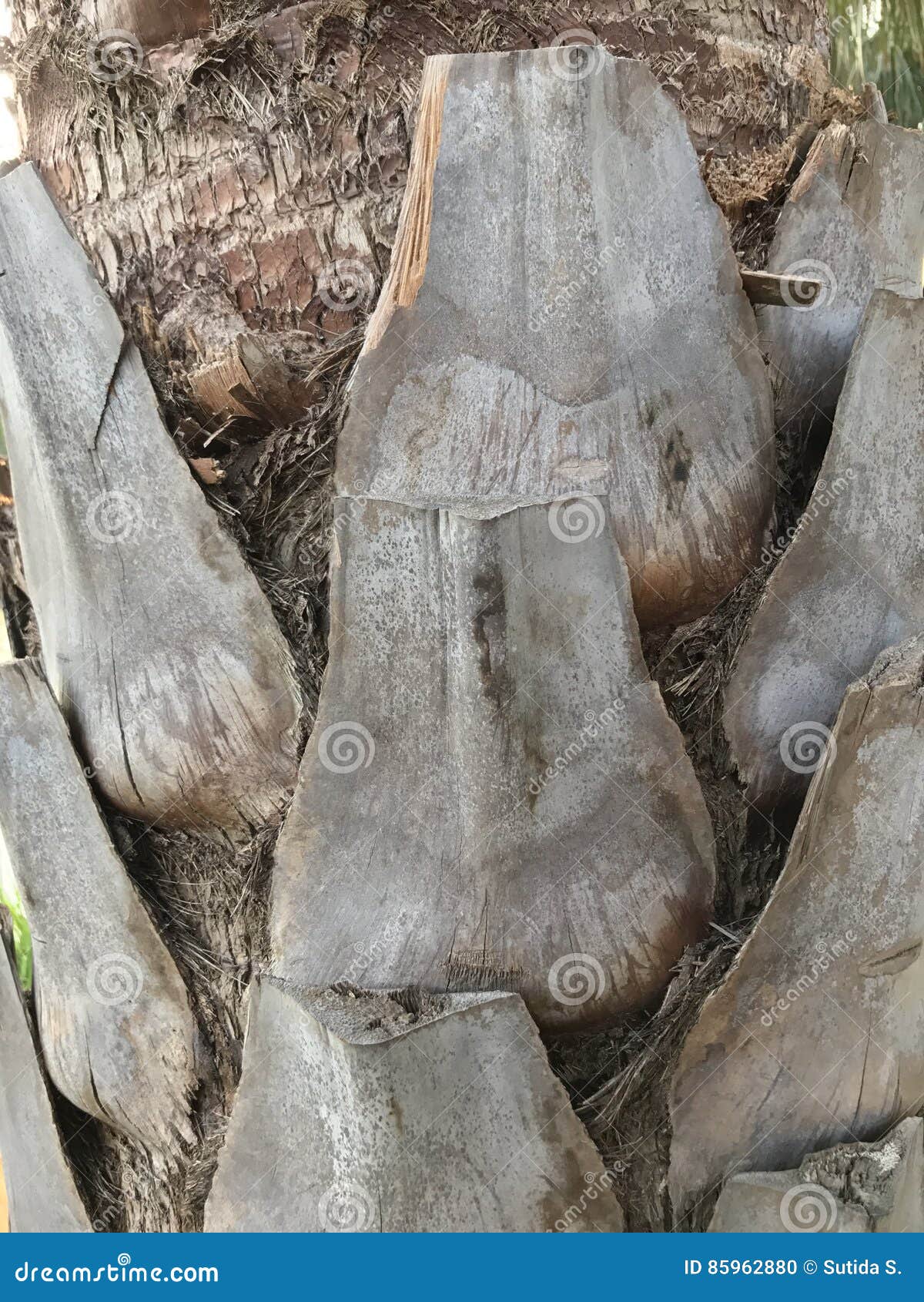 Palm tree stock photo. Image of tree, palm, coconut, wallpaper - 85962880