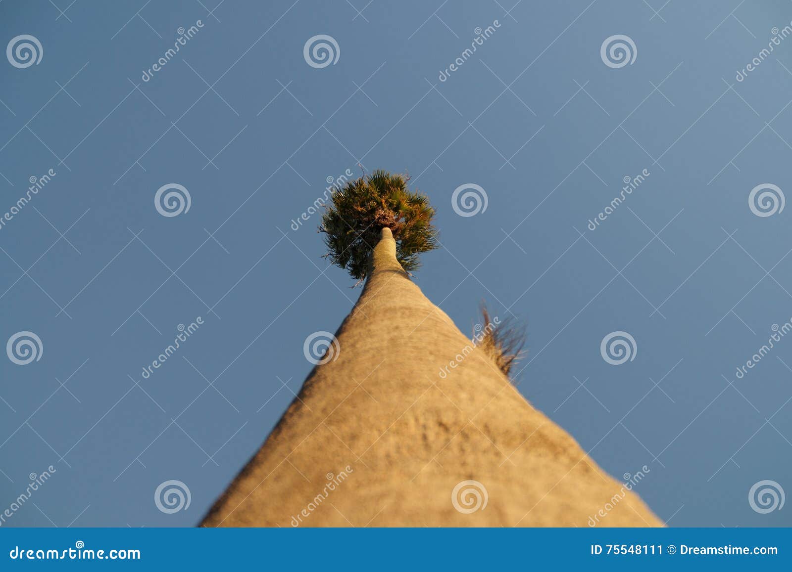 Palm Tree from Base stock image. Image of long, brown - 75548111