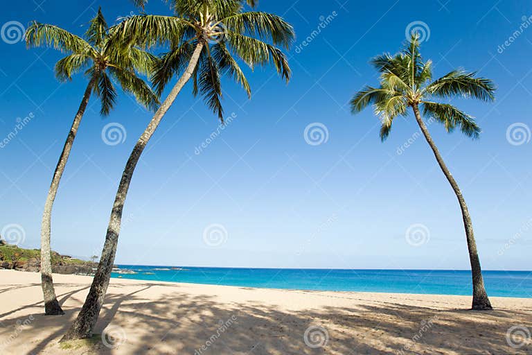 Palm tree beach stock image. Image of scene, caribbean - 16088075