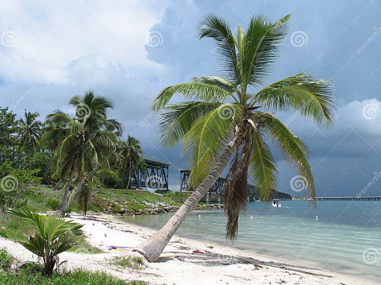 Palm Tree on a Beach stock photo. Image of cruise, relax - 416062