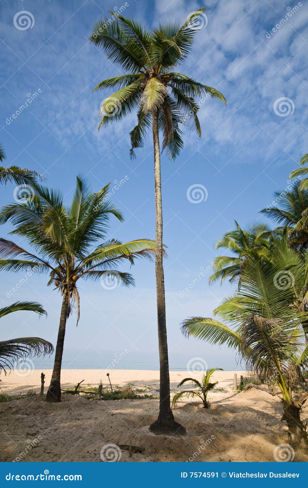Palm tree on a beach stock image. Image of green, break - 7574591
