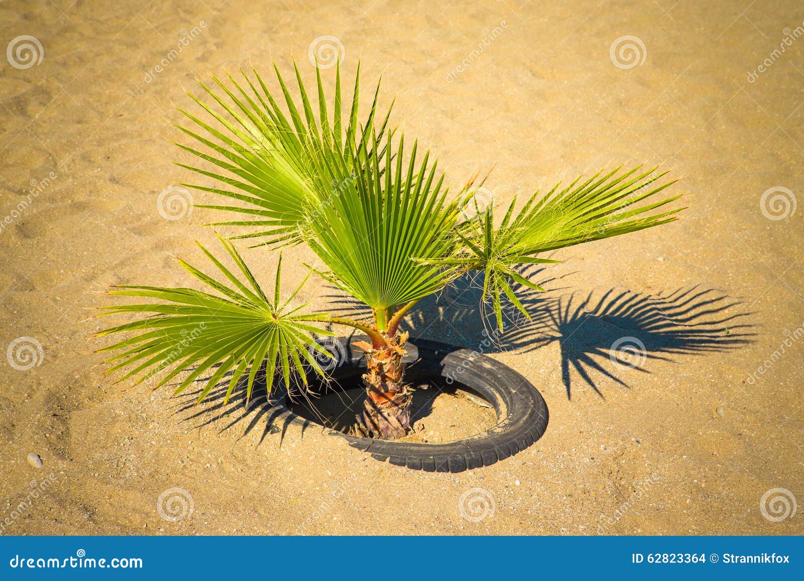Palm Tree on the Beach on the Alanya Peninsula Turkey. Toned Stock ...