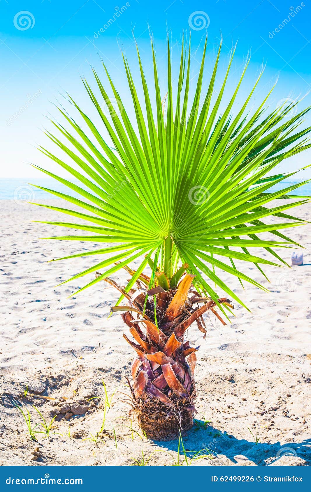 Palm Tree on the Beach in Alanya Turkey. Toned Stock Photo - Image of ...