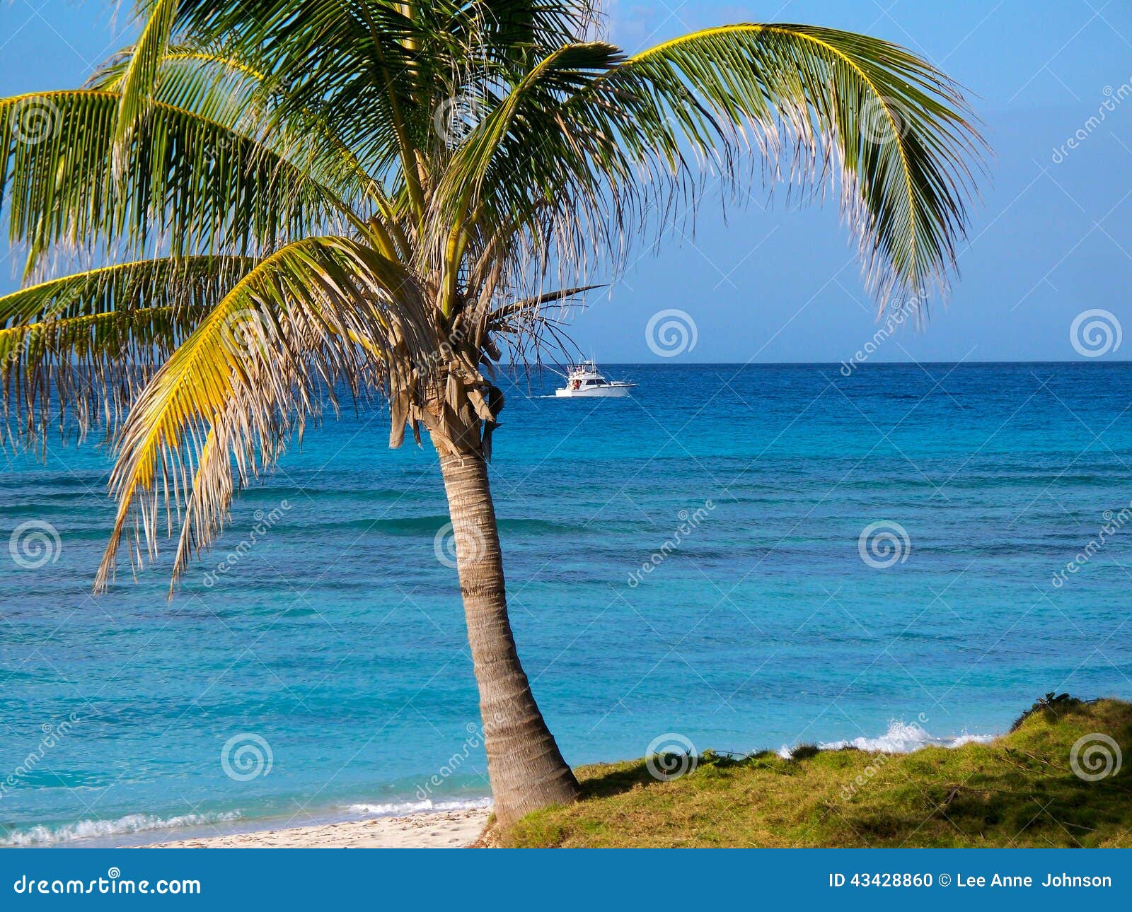 Palm Tree on Beach with Boat Stock Photo - Image of vacation, beach ...