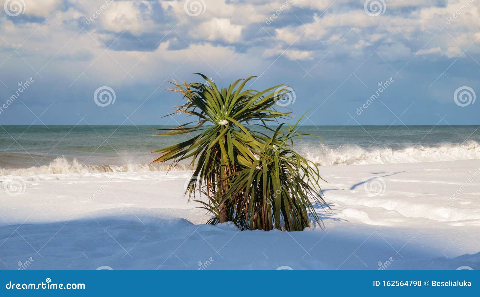 Palm Tree on the Beach Covered with Snow Stock Photo - Image of ...