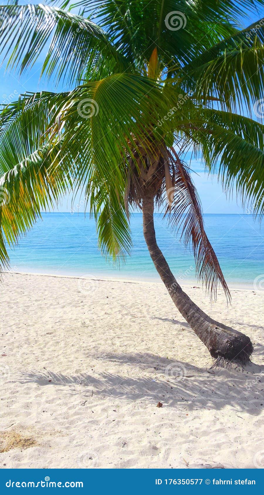 Palm Tree on the Beach of Cuba Stock Image - Image of tree, travel ...