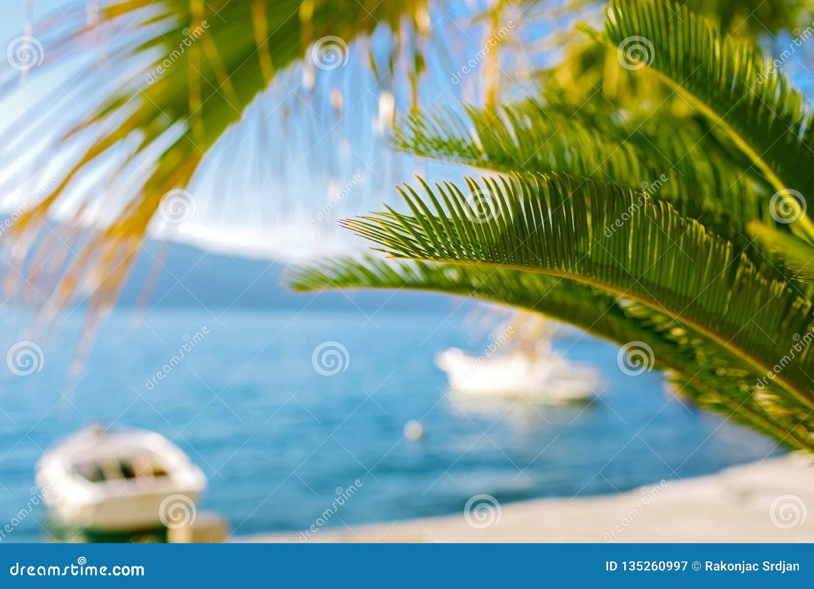 Palm tree on the beach. stock image. Image of resort - 135260997