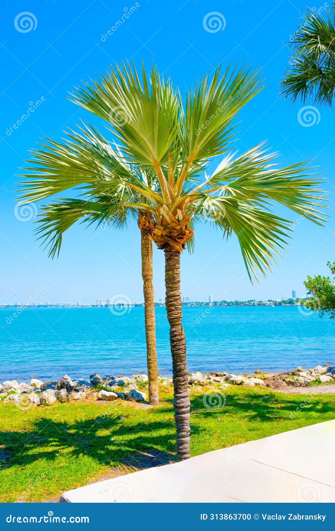 : Palm Tree on the Beach in Miami Stock Photo - Image of water ...
