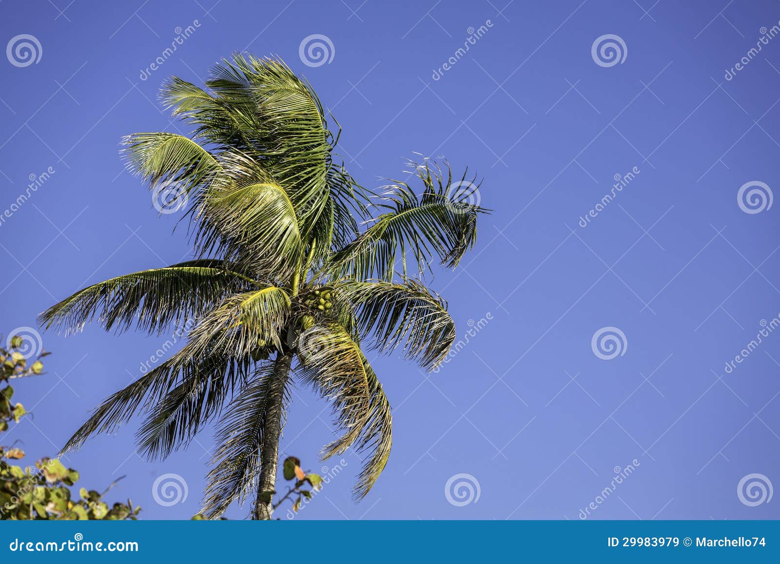 Palm Tree on the Beach in Naples, Florida Stock Image - Image of rises ...