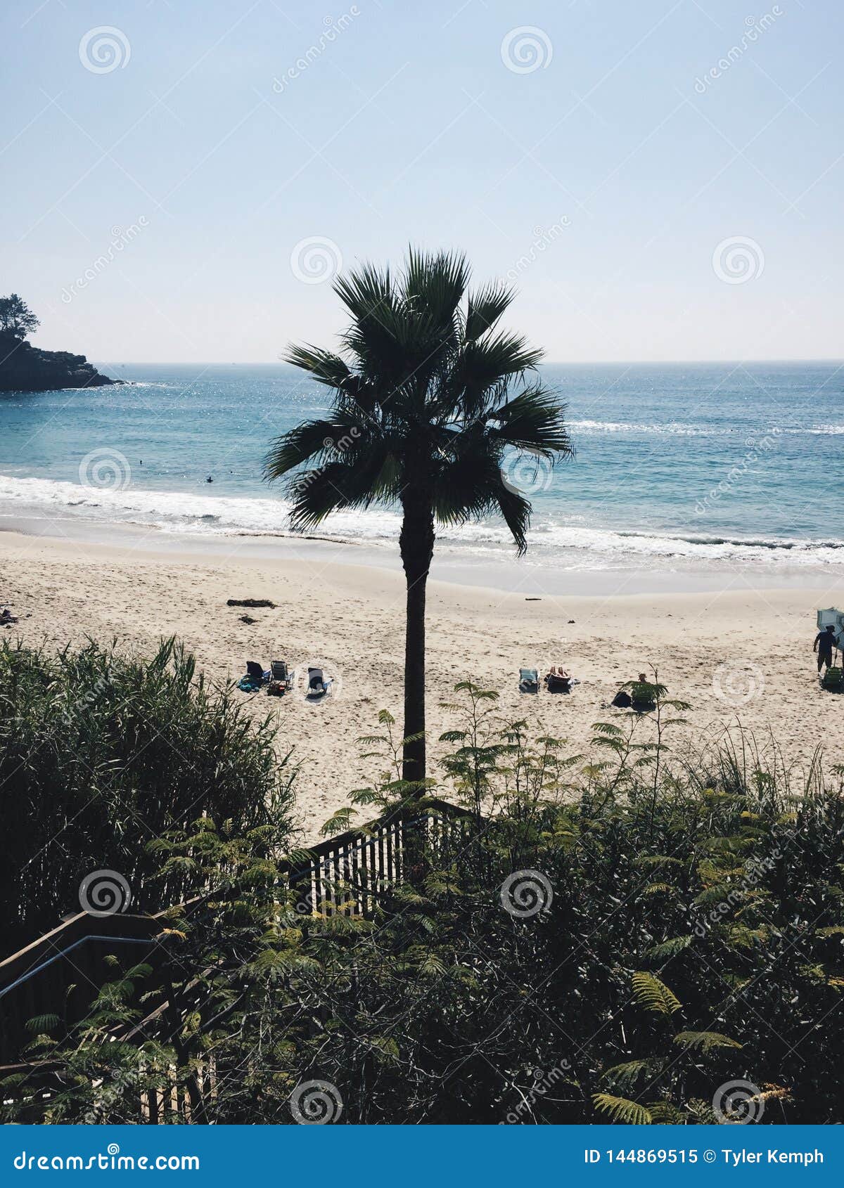 Palm tree at the beach stock image. Image of life, cool - 144869515