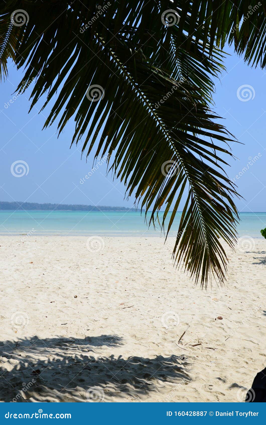 Palm tree on the beach stock image. Image of clear, ocean - 160428887