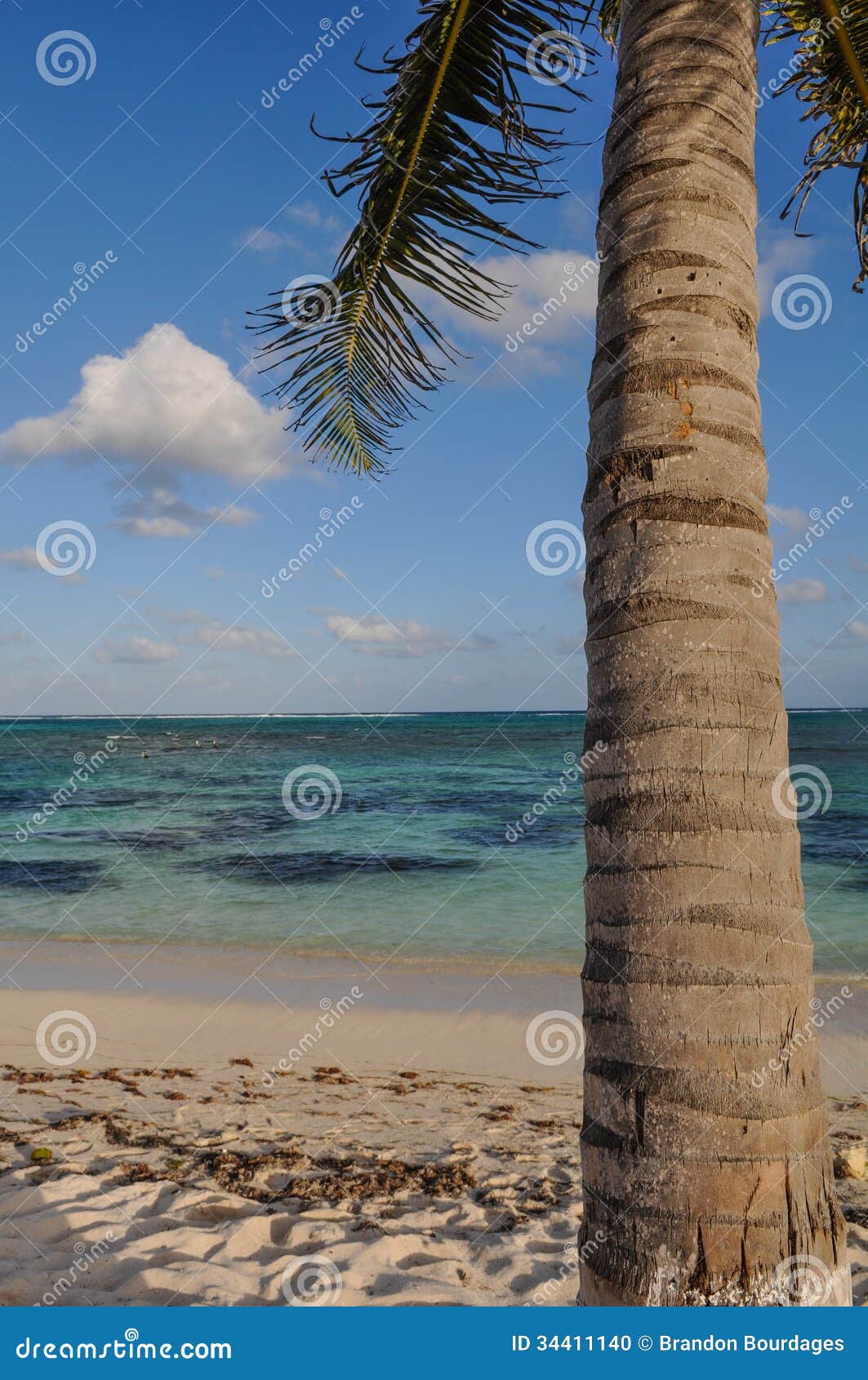 Palm Tree with Beach and Sand Stock Photo - Image of resort, lagoon ...