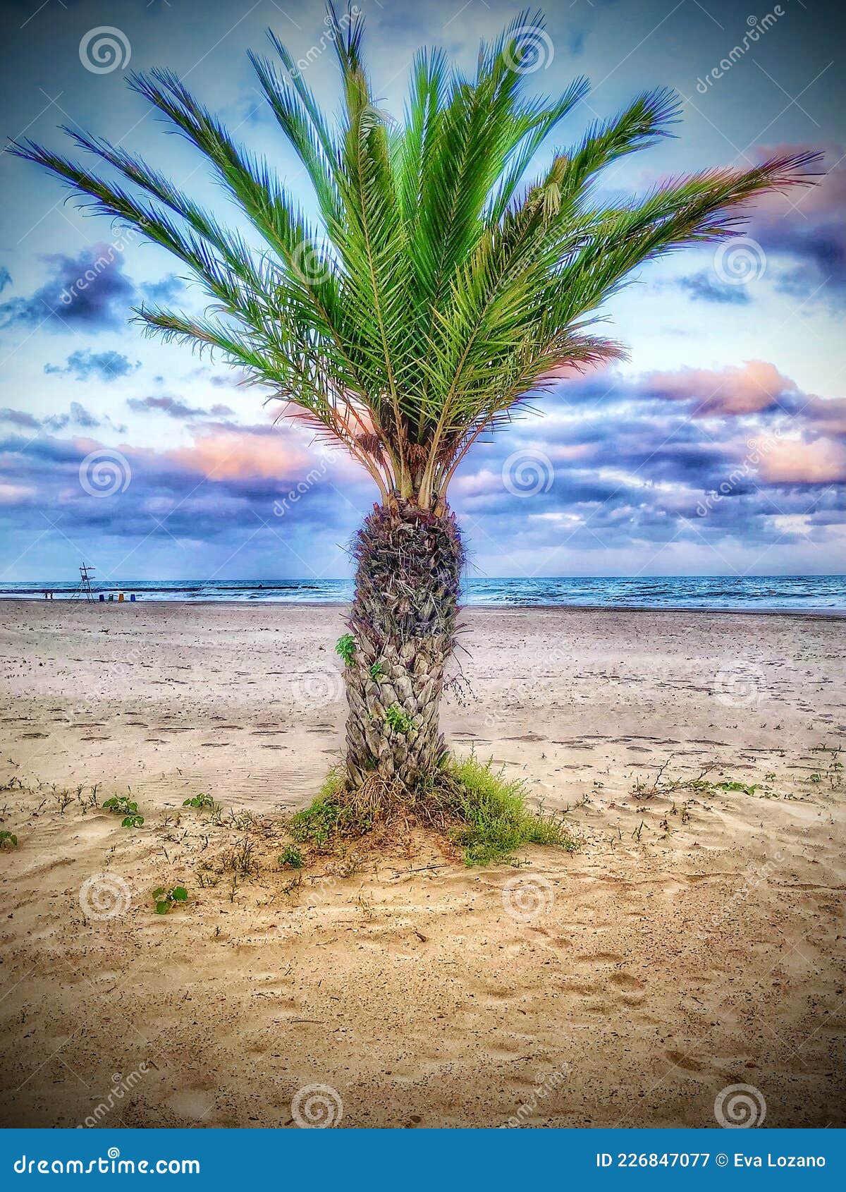 Palm tree on the beach stock image. Image of palm, beach - 226847077