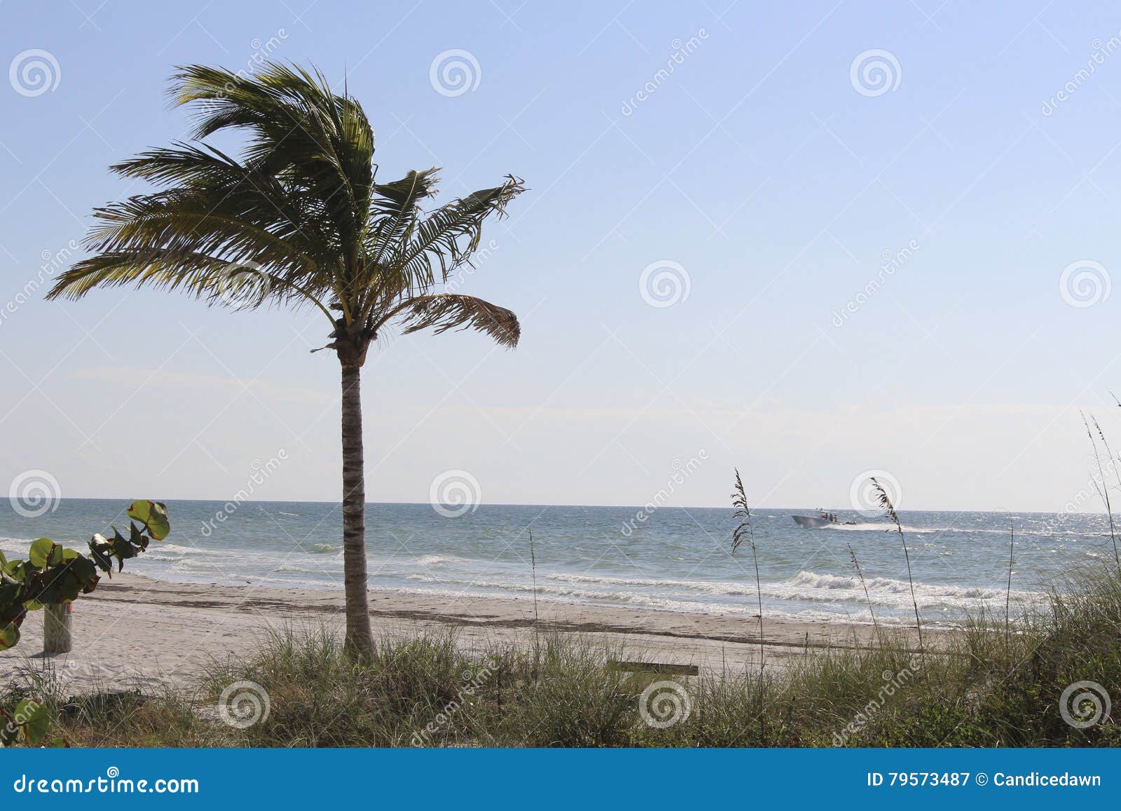 Palm Tree Beach View stock image. Image of flowing, beauty - 79573487