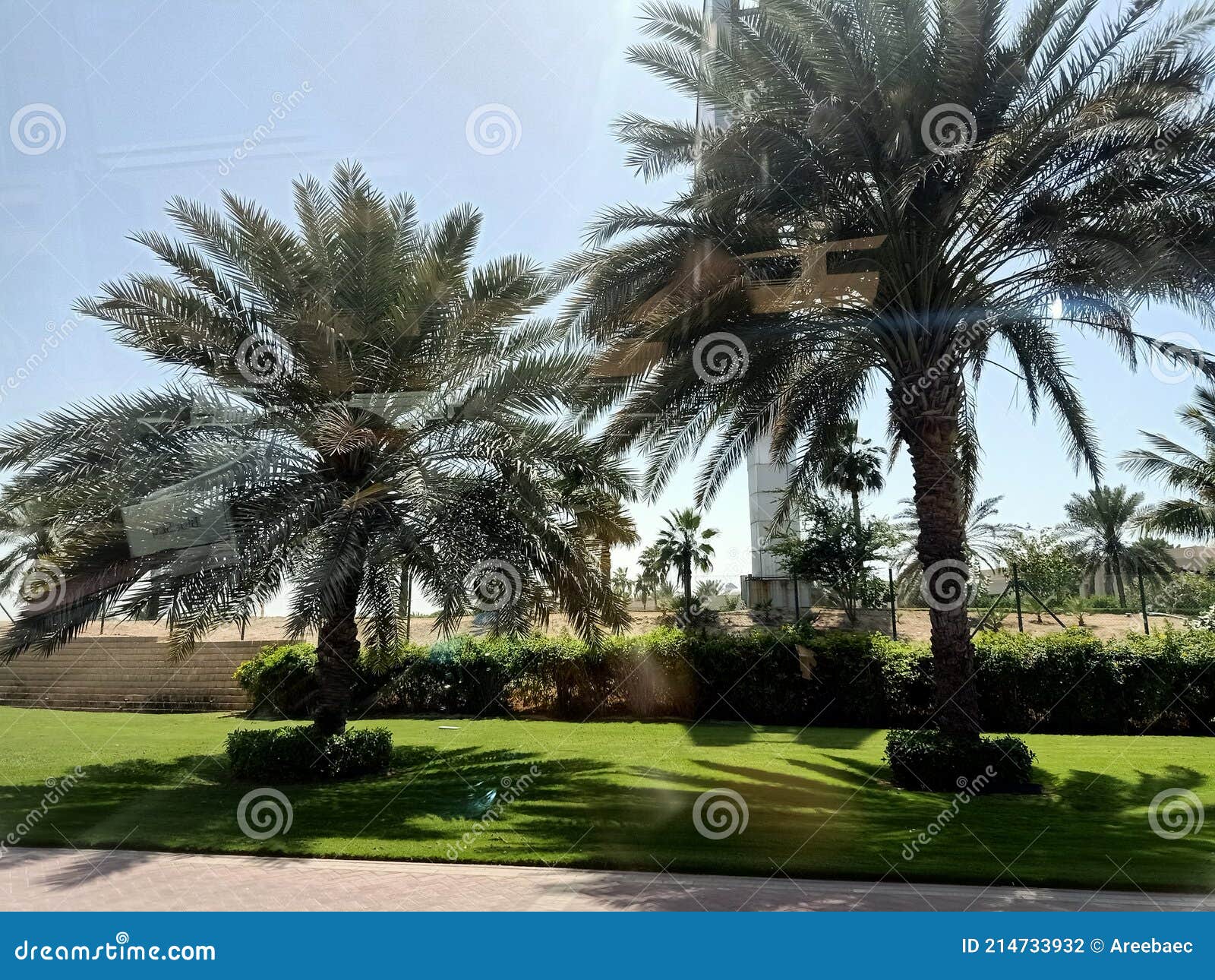 Palm Tree and Beautiful Garden Stock Photo - Image of produce, garden ...