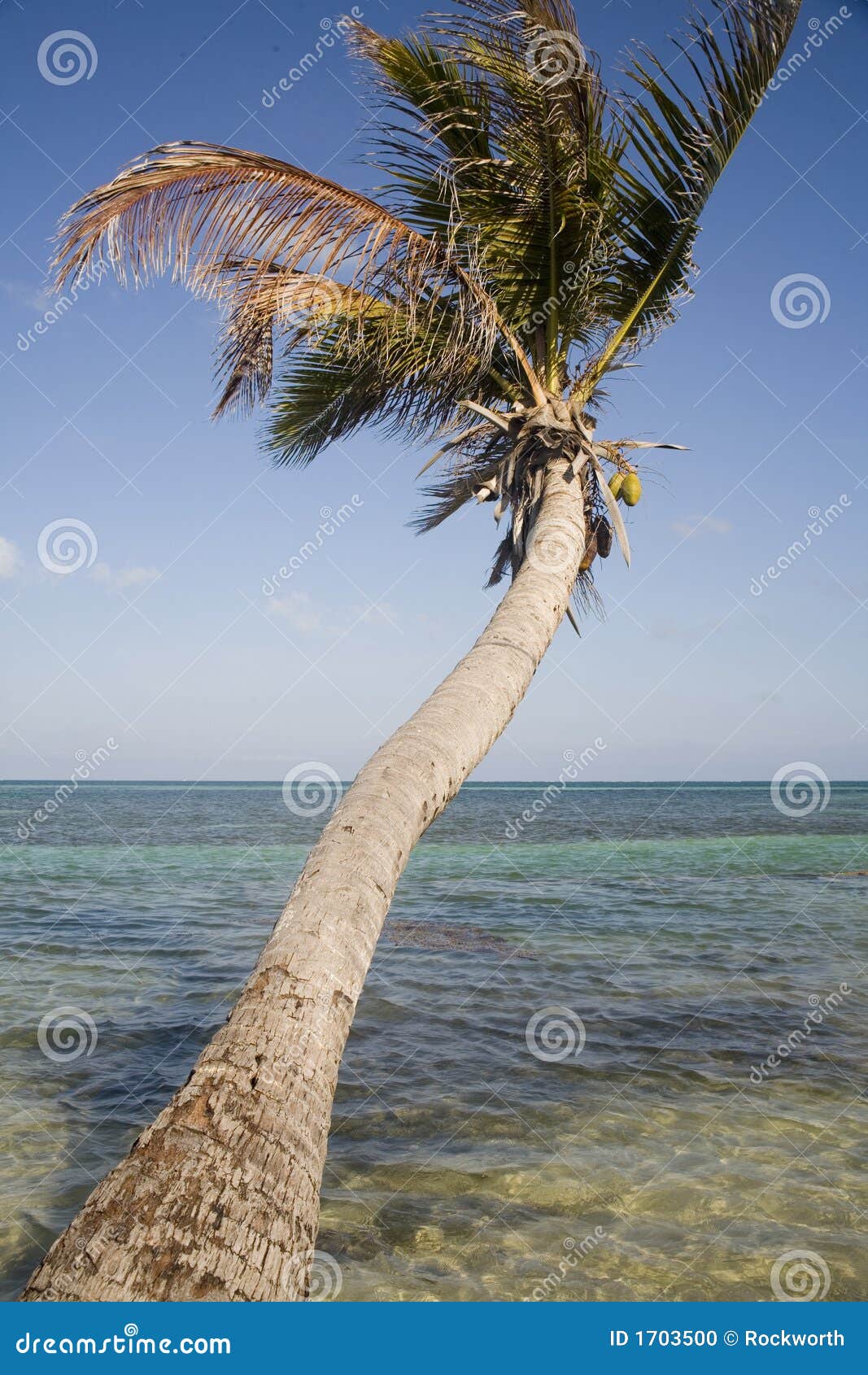 Palm Tree and a Beautiful View of the Ocean Stock Photo - Image of ...