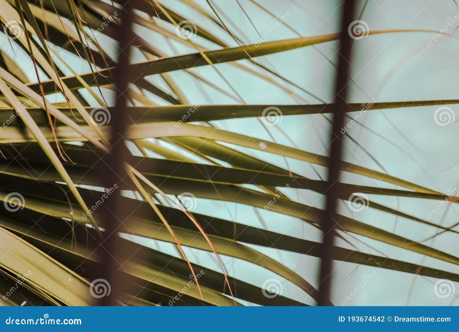 Palm Tree Behind Gate stock photo. Image of wood, design - 193674542