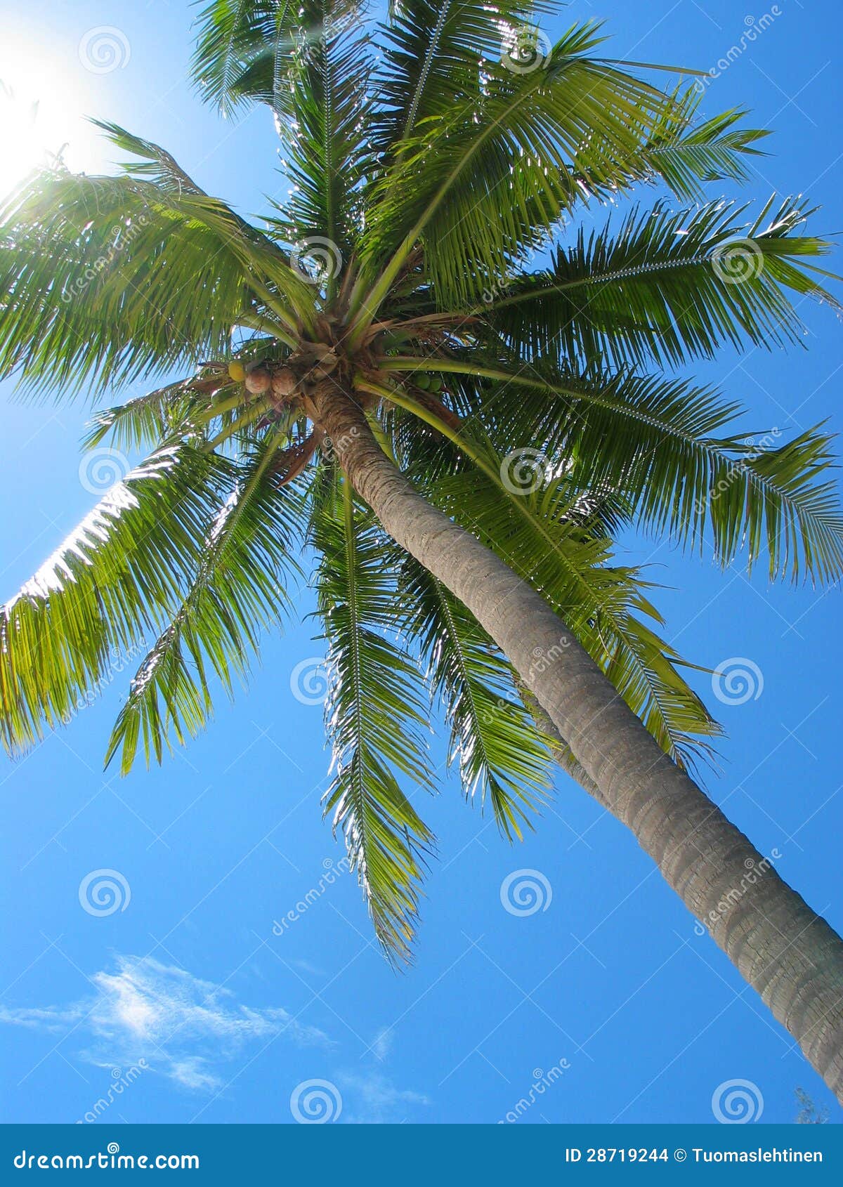 Palm tree from below stock photo. Image of view, vertical - 28719244