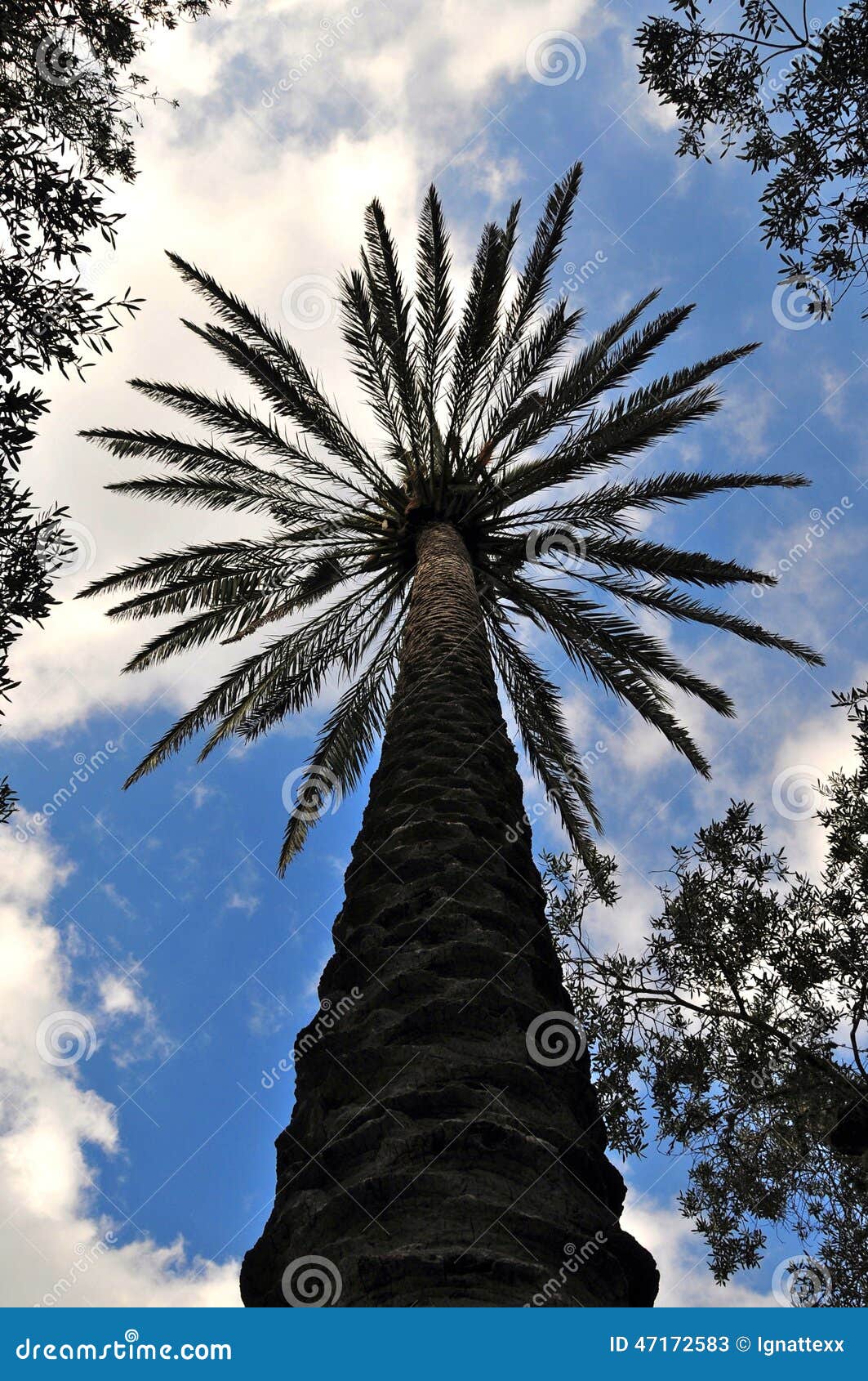 Palm Tree from Below stock image. Image of tree, bright - 47172583