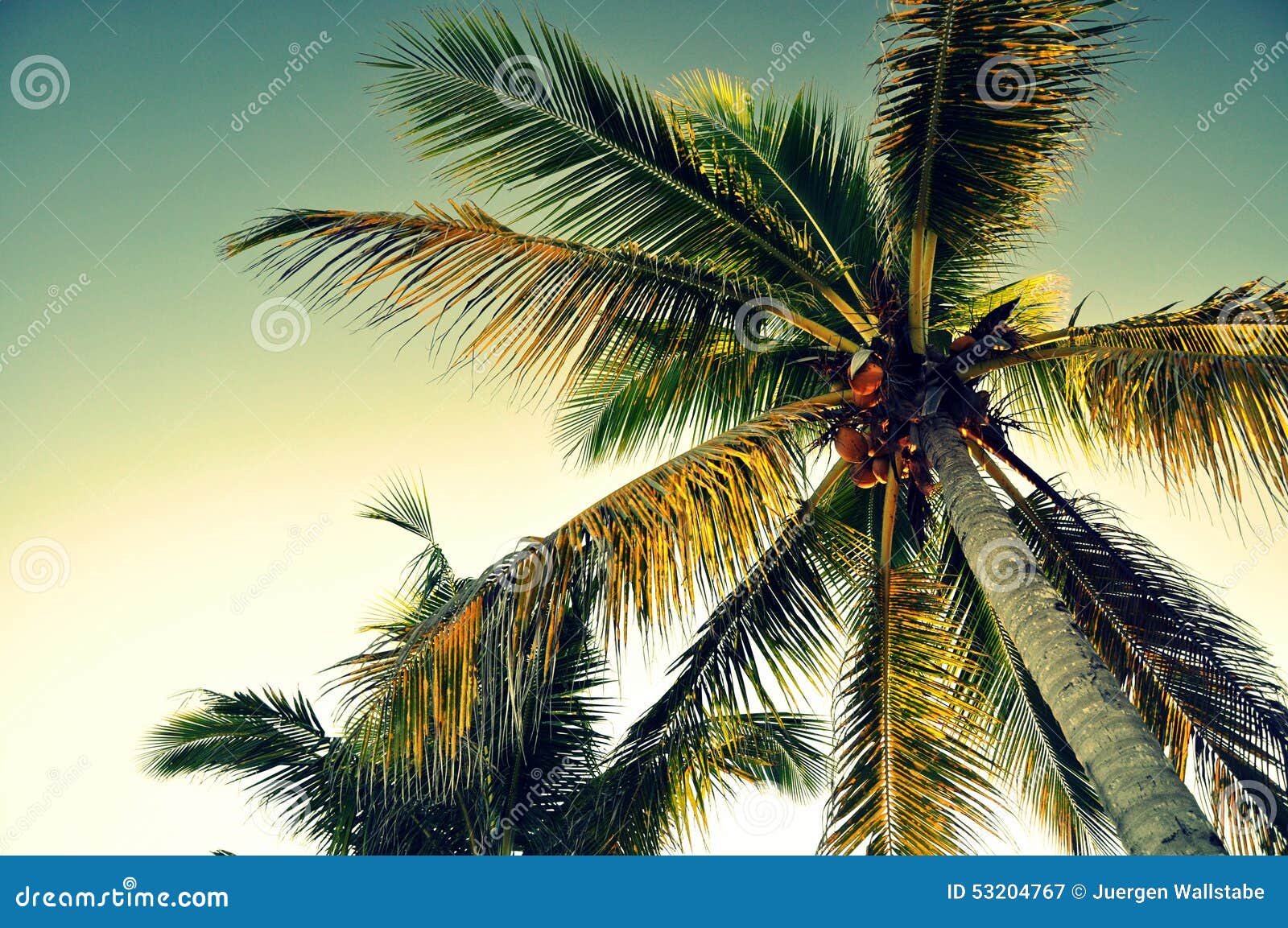 Palm Tree from Below - Panglao, Bohol Island, Philippines Stock Image ...