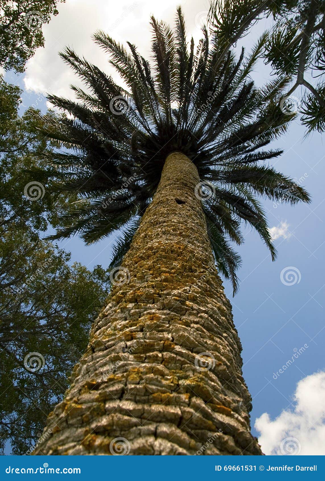 Palm tree from below stock image. Image of leaf, trunk - 69661531