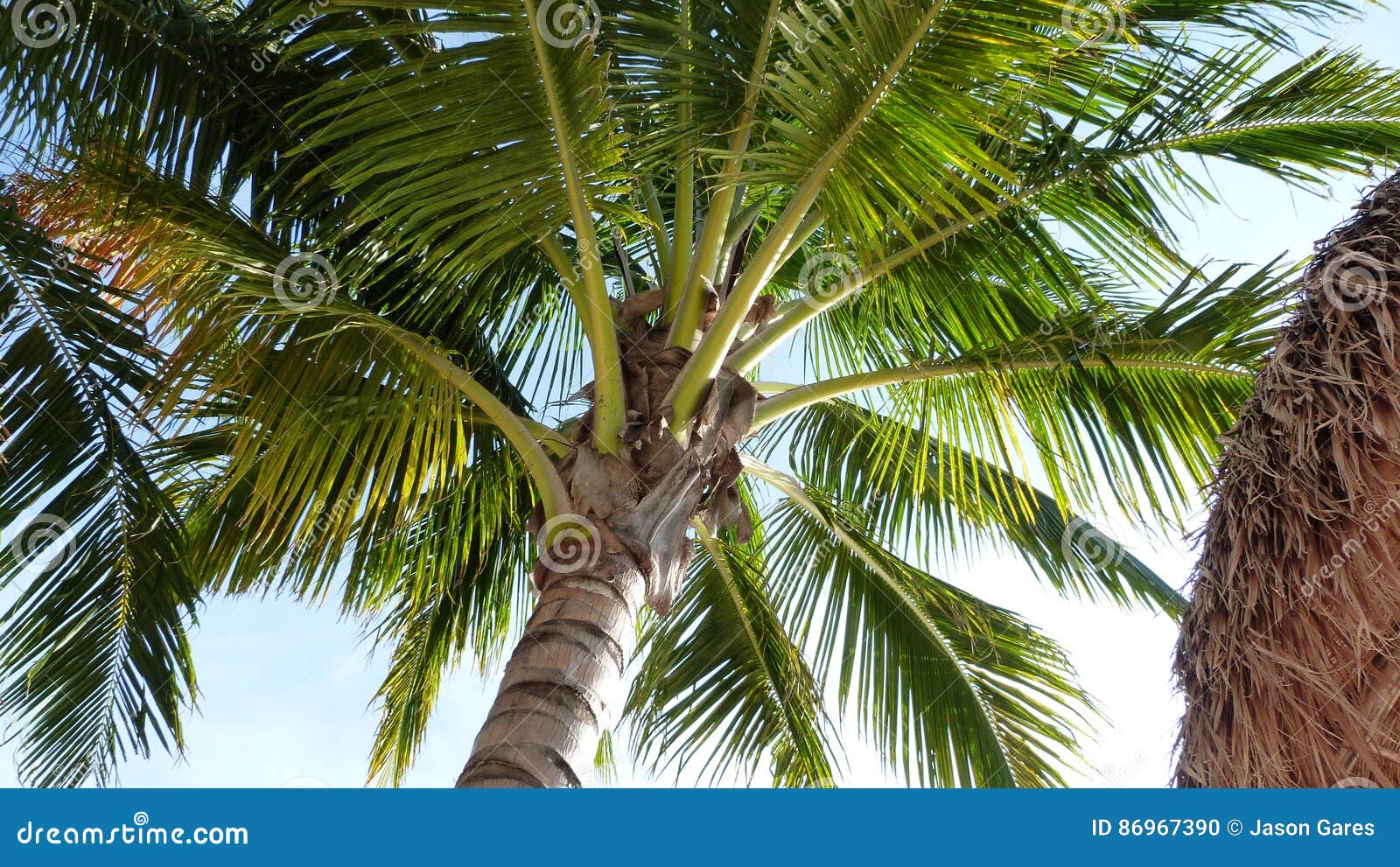 Palm Tree from Below stock photo. Image of fields, fair - 86967390