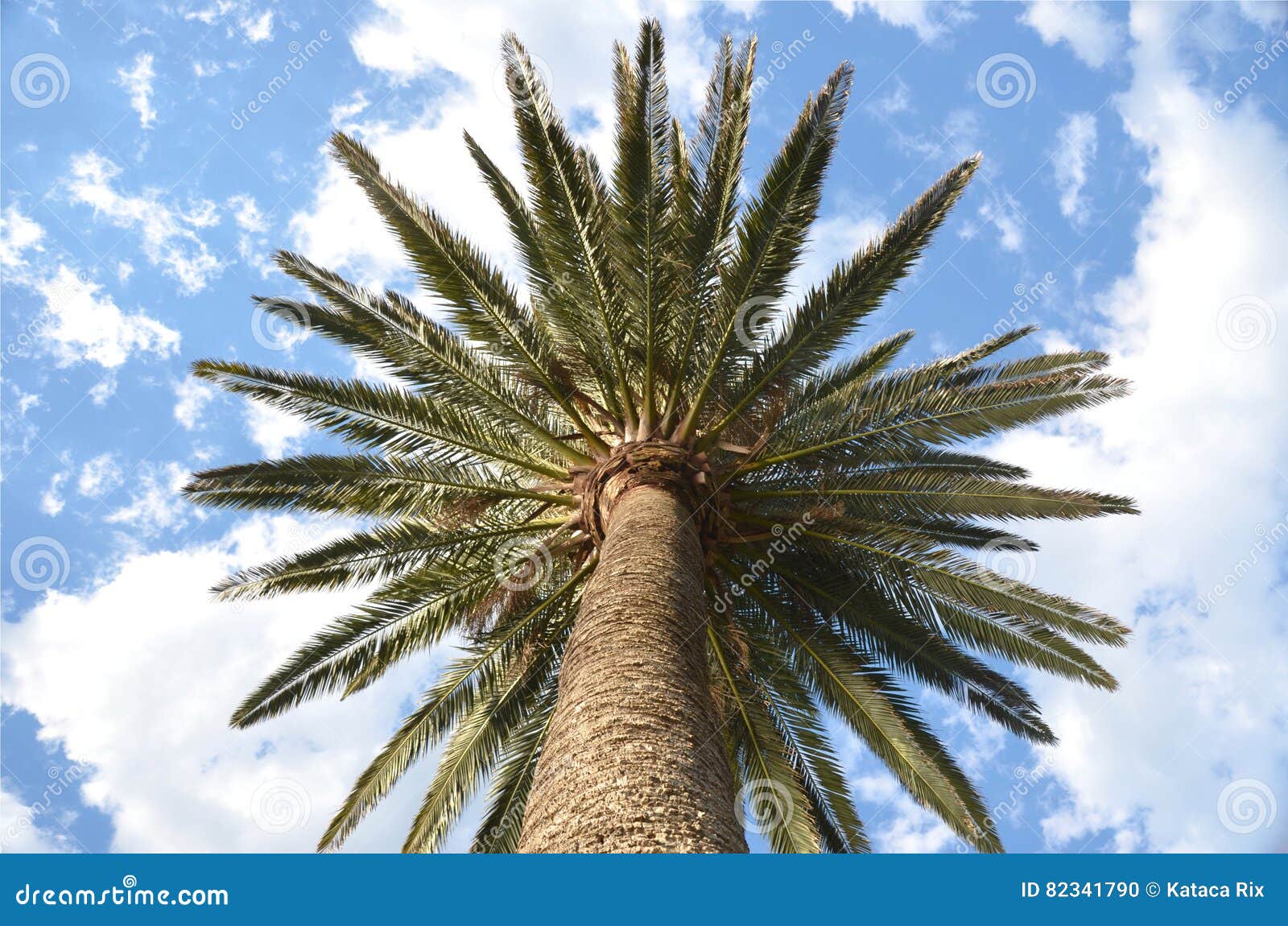 Palm tree from below stock photo. Image of resort, environment - 82341790