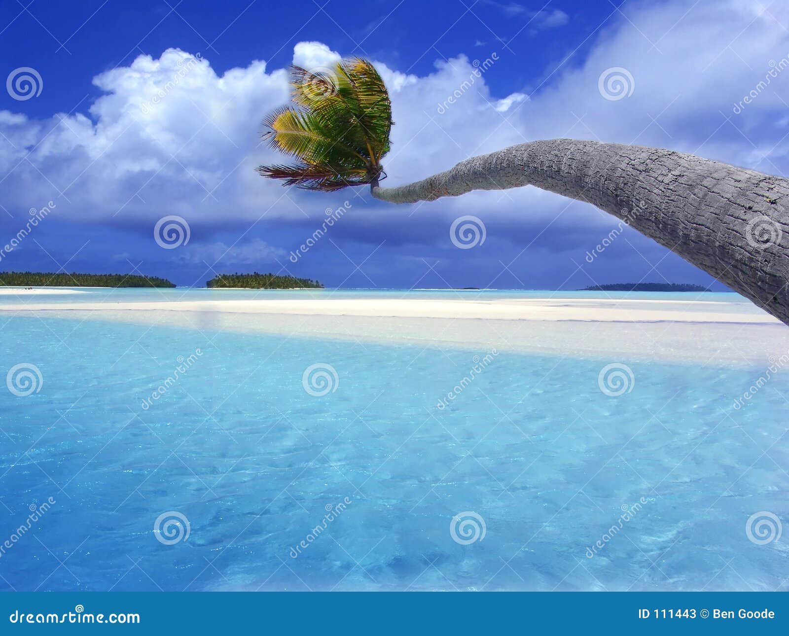 Palm Tree Bending Across Lagoon Stock Image - Image of beach ...
