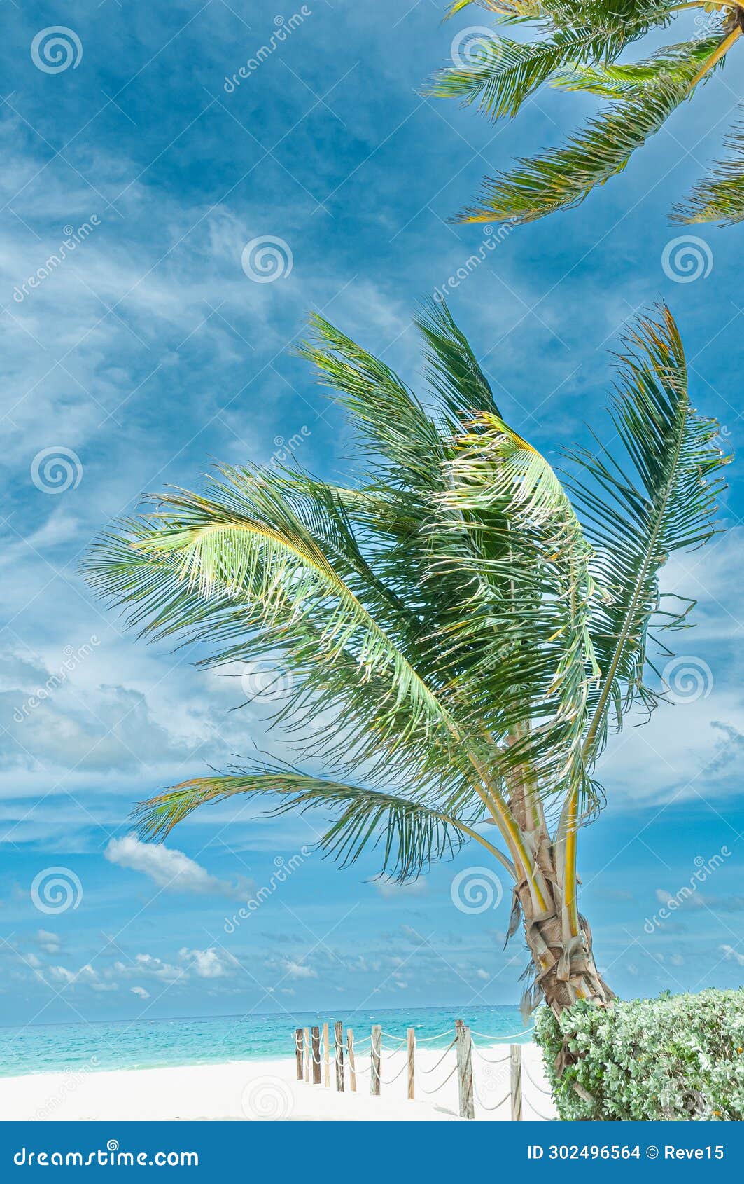 Palm Tree Bending from Wind on Tropical, Sandy Beach Stock Photo ... Palm Tree Bending from Wind on Tropical, Sandy Beach Stock Photo ...