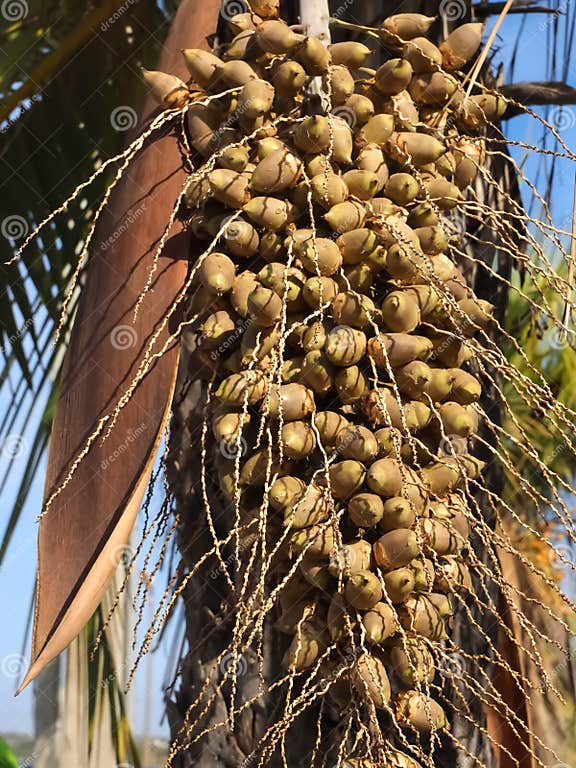 Palm Tree with Big Dates in the Sun Stock Photo - Image of green, fresh ...